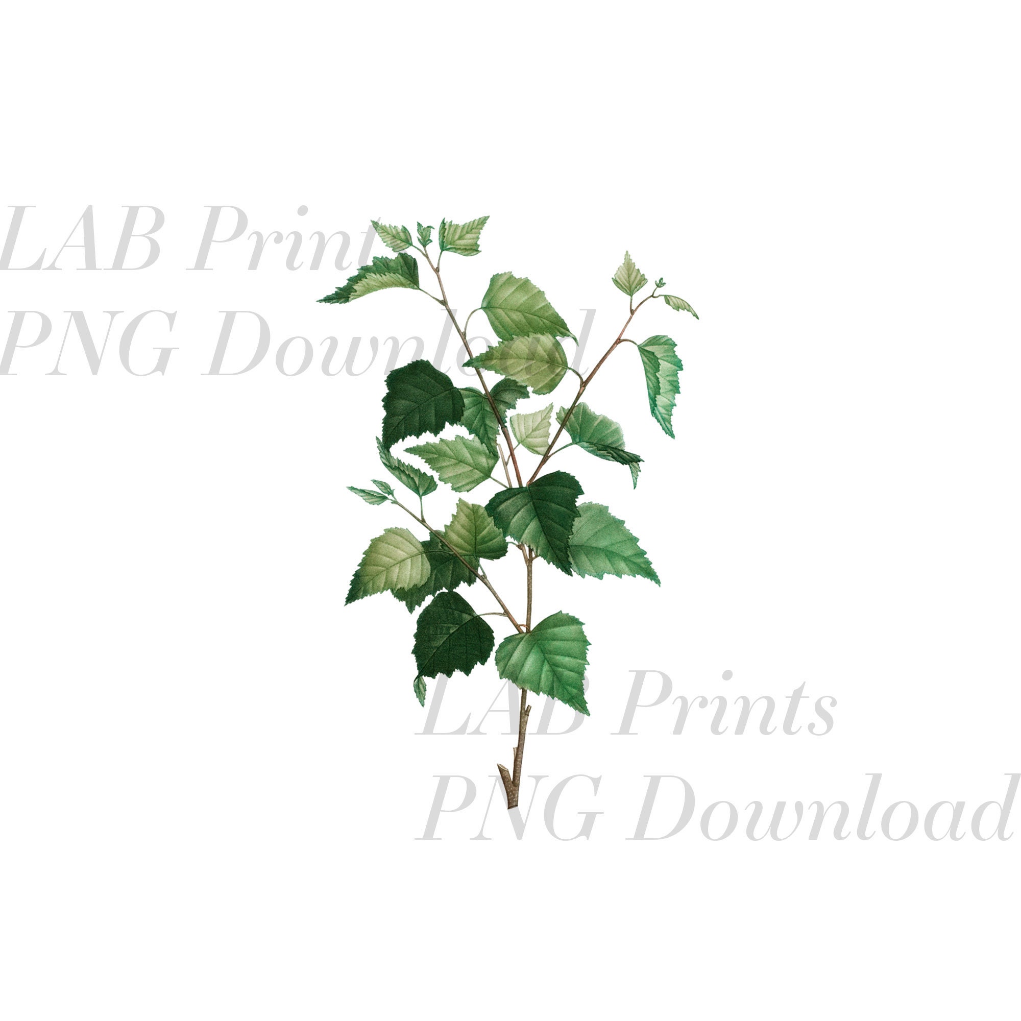 Ivy Leaves Greenery Watercolor PNG Digital Clip Art File - Etsy