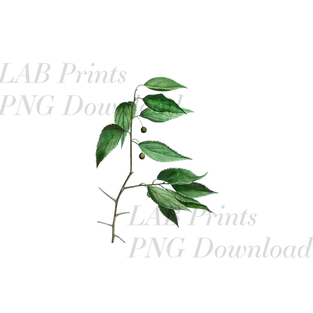 Pointy Leaves Greenery PNG Digital Clip Art File - Etsy