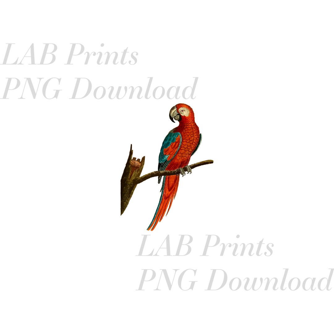 Red Parrot PNG Digital Clip Art File - Etsy