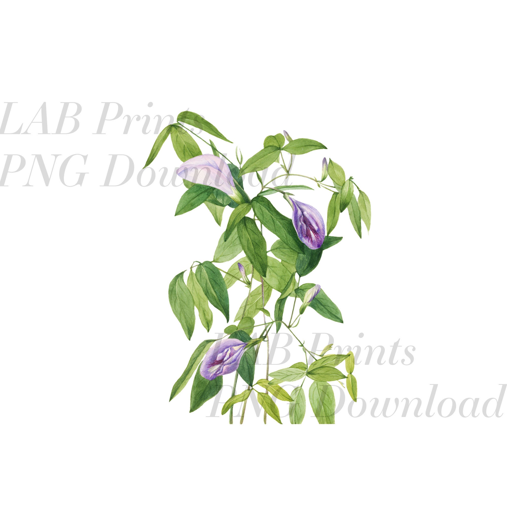 Purple Vine and Flowers PNG Digital Clip Art File - Etsy