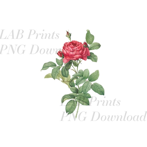 Simple Red Flower Clip Art