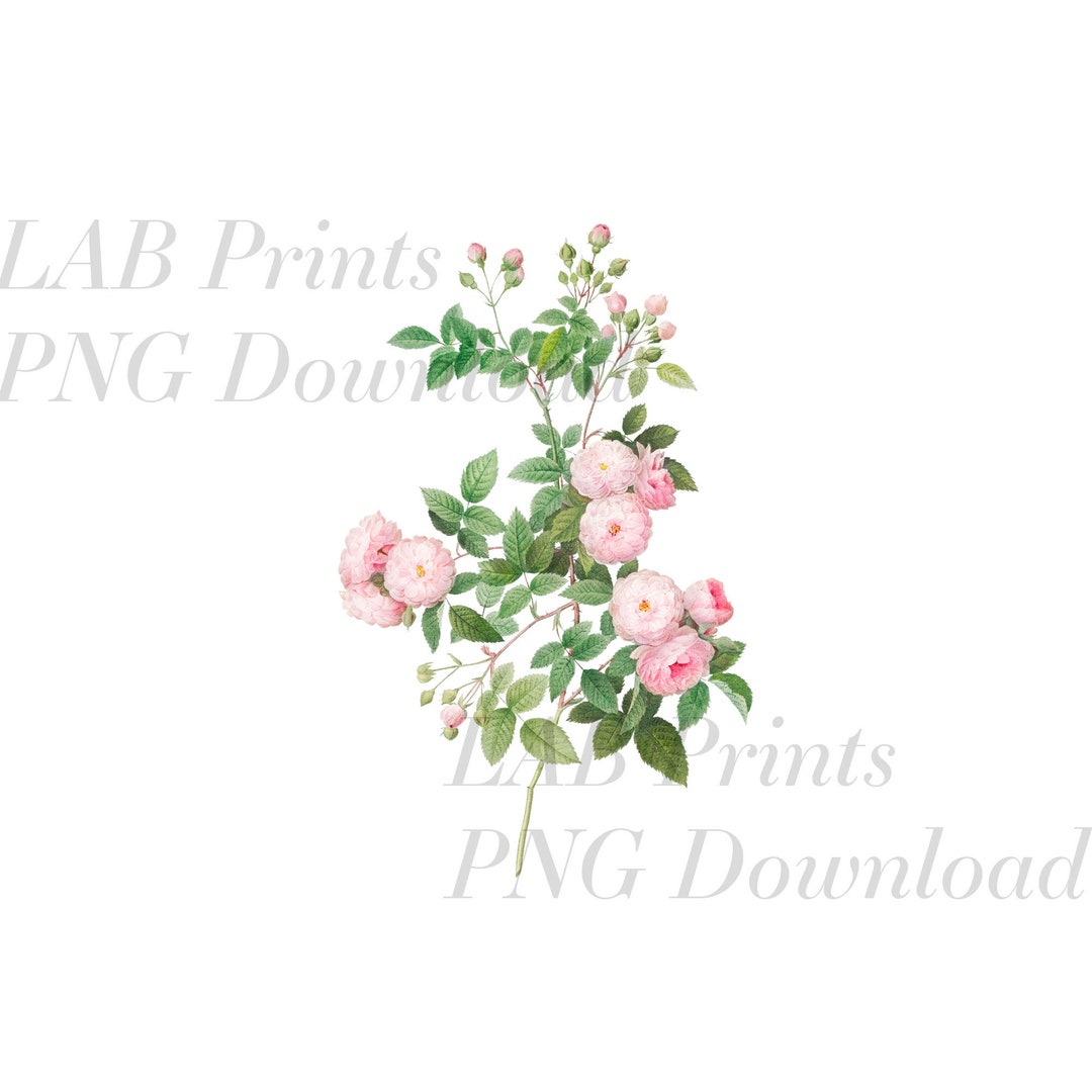 Small Light Pink Roses PNG Digital Clip Art File - Etsy