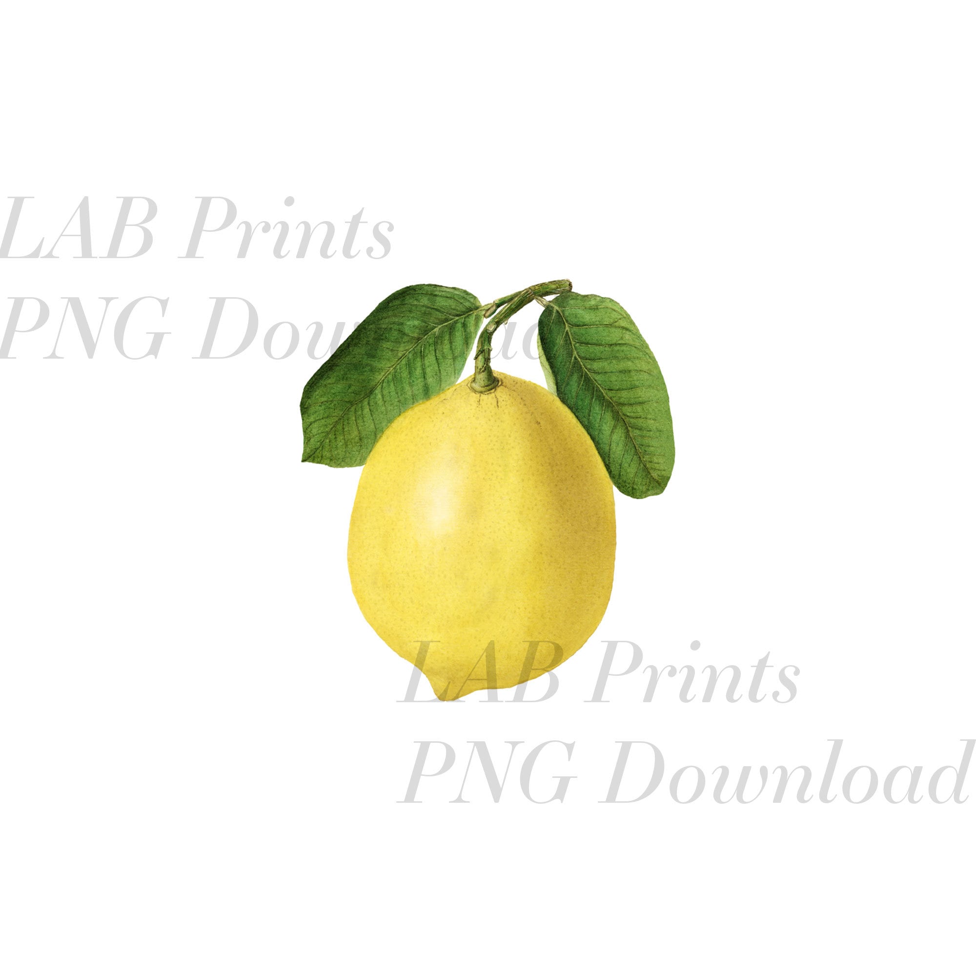 Lemon With Leaves PNG Digital Clip Art File - Etsy
