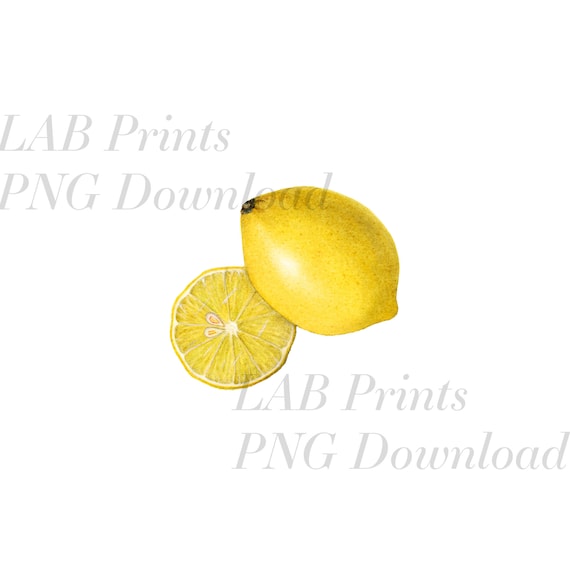 Clip Art Limone Vintage Png Lemon Sketch PNG Transparent Images Free