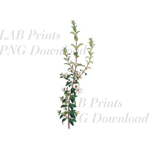 LABPrints - Etsy
