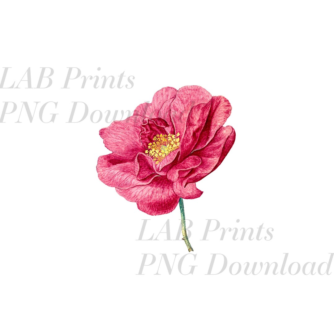 Pink Fluffy Flower PNG Digital Clip Art File - Etsy