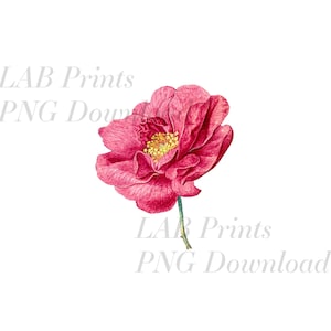 LABPrints - Etsy