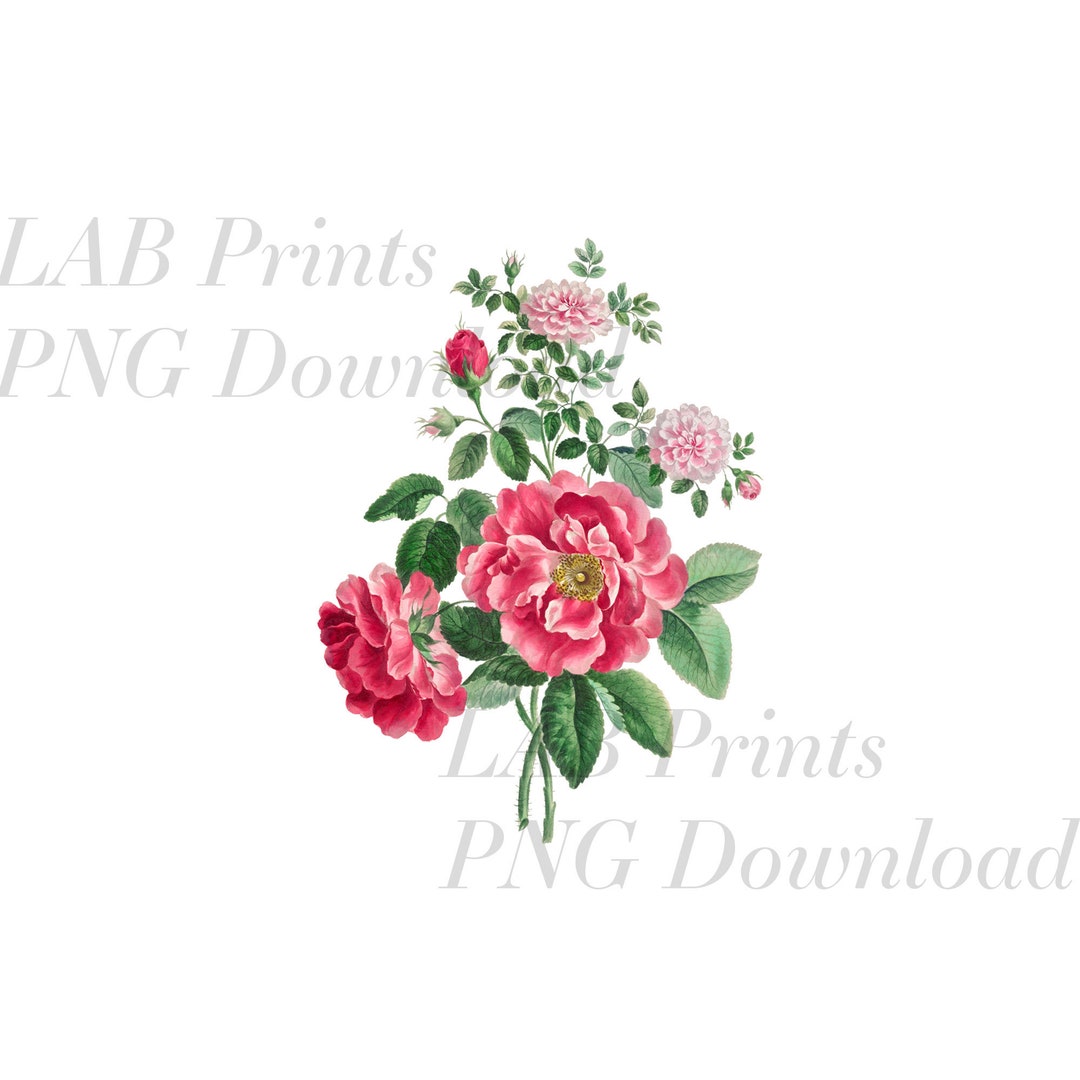 Fluffy Pink Roses Watercolor PNG Digital Clip Art File - Etsy