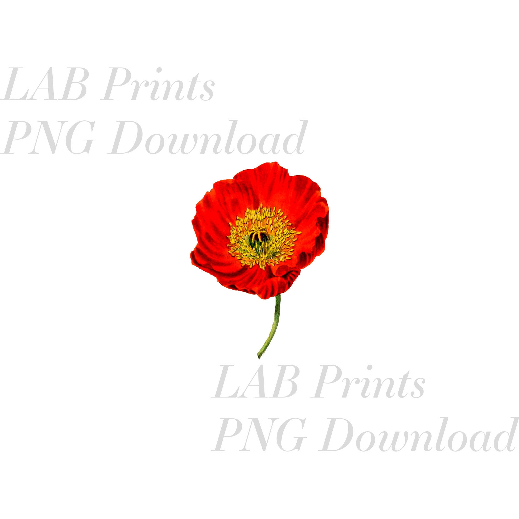 Red Poppy PNG Digital Clip Art File - Etsy