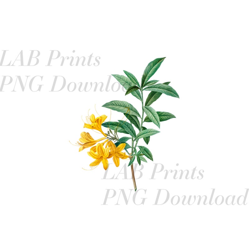 LABPrints - Etsy
