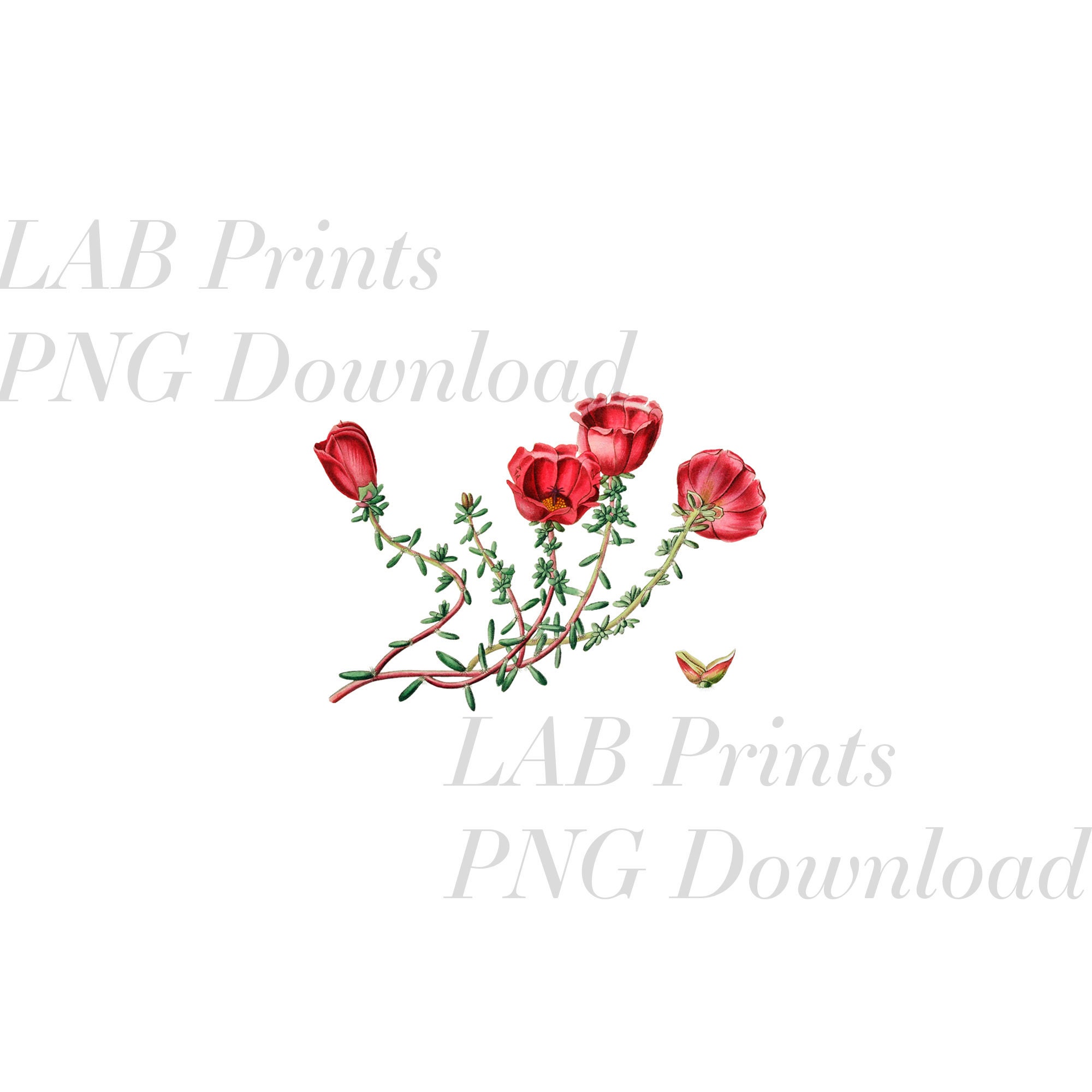 Red Crawling Flowers PNG Digital Clip Art File - Etsy
