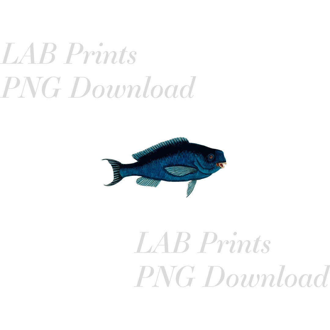 Parrot Fish Tropical Fish PNG Digital Clip Art File - Etsy