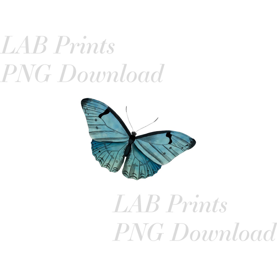 Teal Blue Butterfly PNG Digital Clip Art File - Etsy