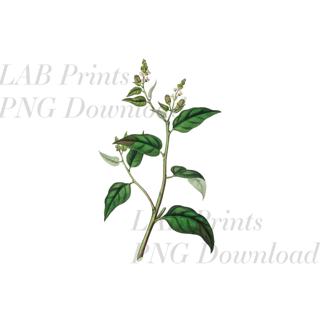Greenery Loose Branch PNG Digital Clip Art File - Etsy