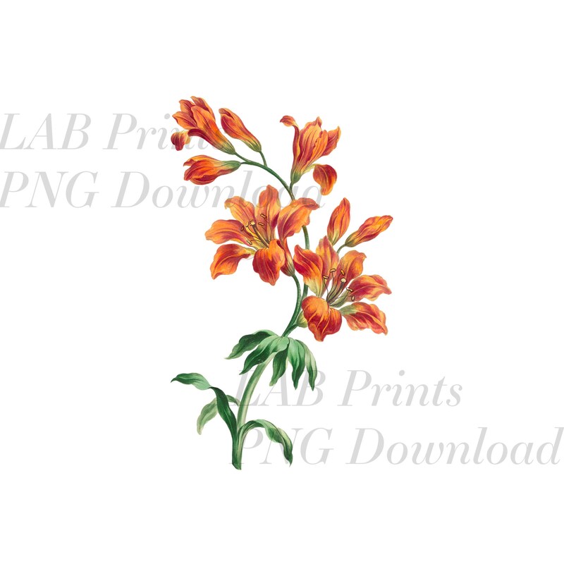 LABPrints - Etsy