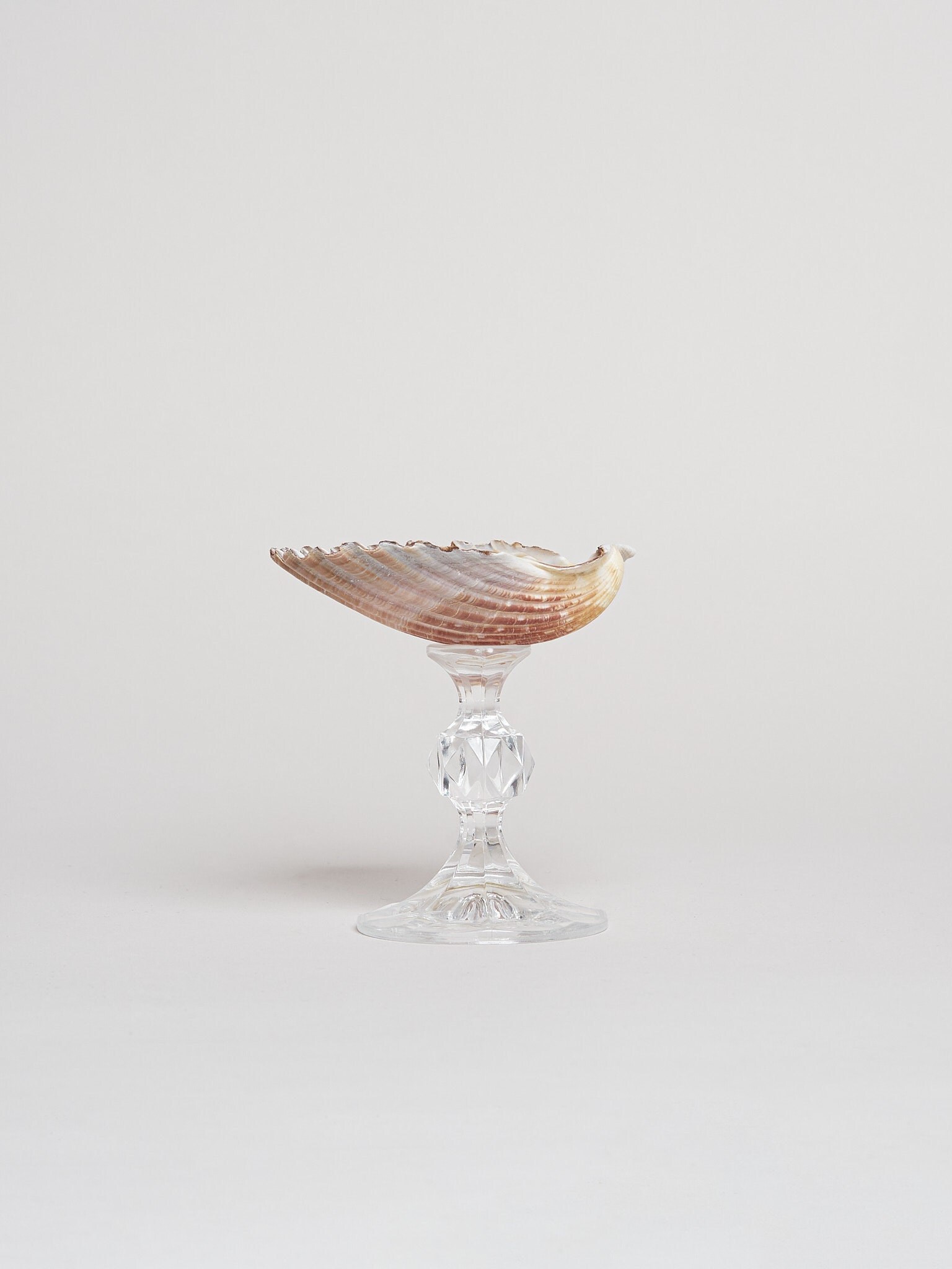 Scallop Seashell Glasses - Etsy