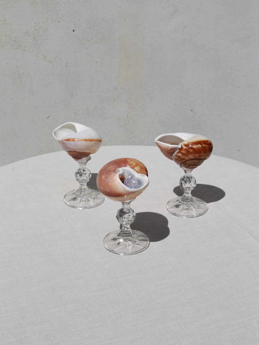Snail Seashell Glasses - Etsy