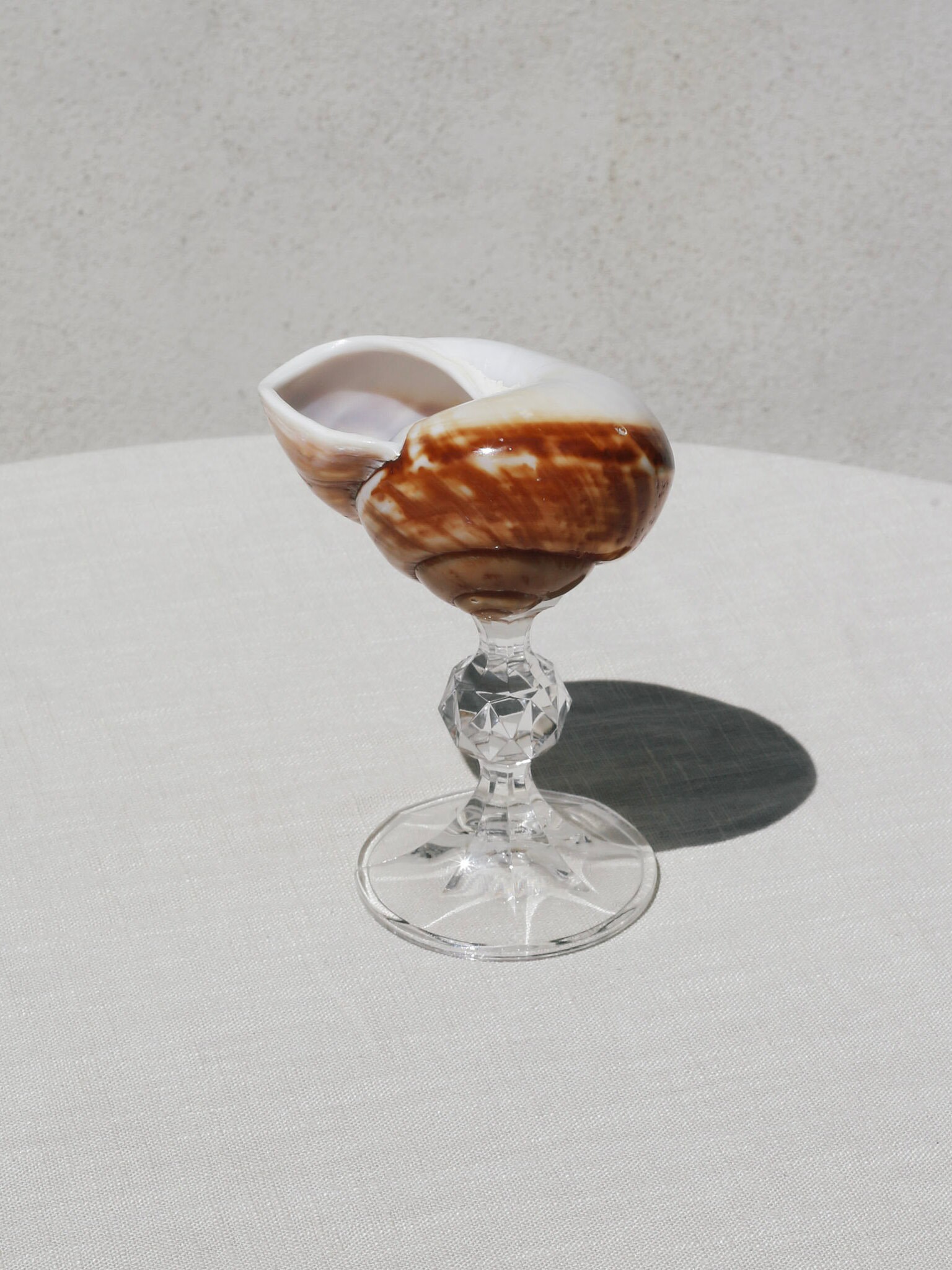 Snail Seashell Glasses - Etsy