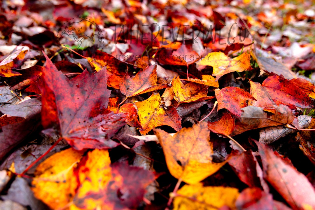Michigan Autumn Leaves Photography Print: Printable Fall Decor (digital ...
