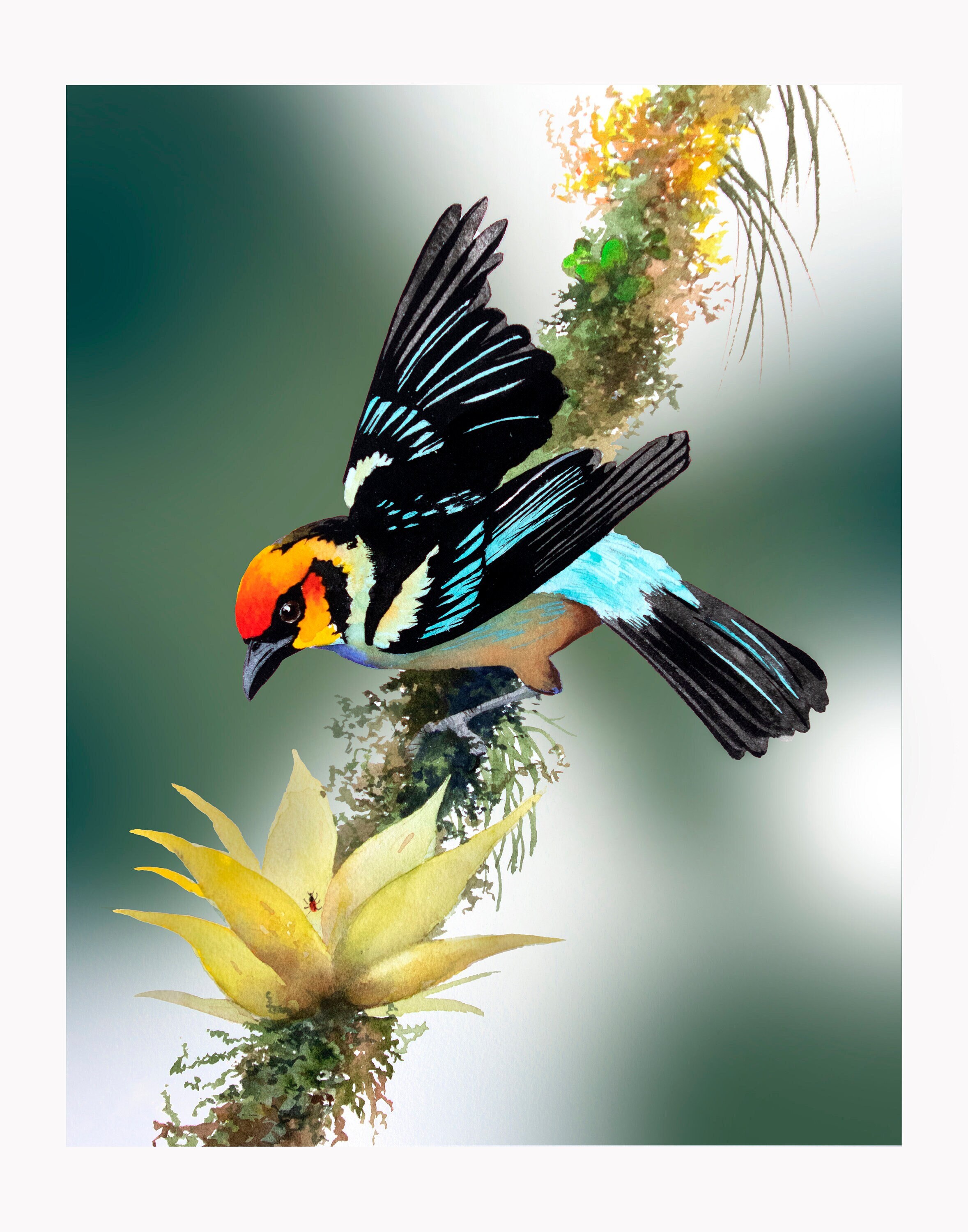 Flame Faced Tanager From Ecuador. 11x14 Brilliant Matte Finish Fine Art ...