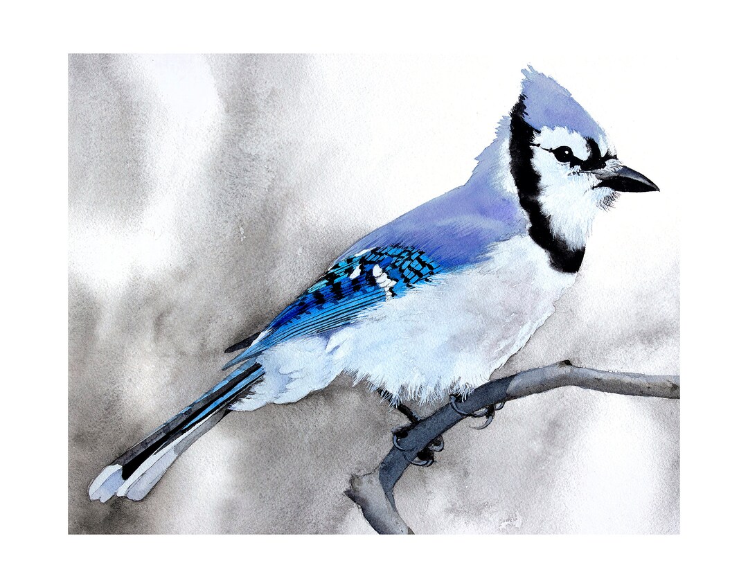 Eastern Bluejay. 11x14 Superb Quality Matte Finish Fine Art Print by ...