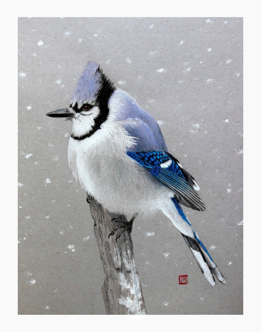 Blue Jay in Snow. 11x14 Pro Dpi Matte Finish Fine Art Print of Color ...