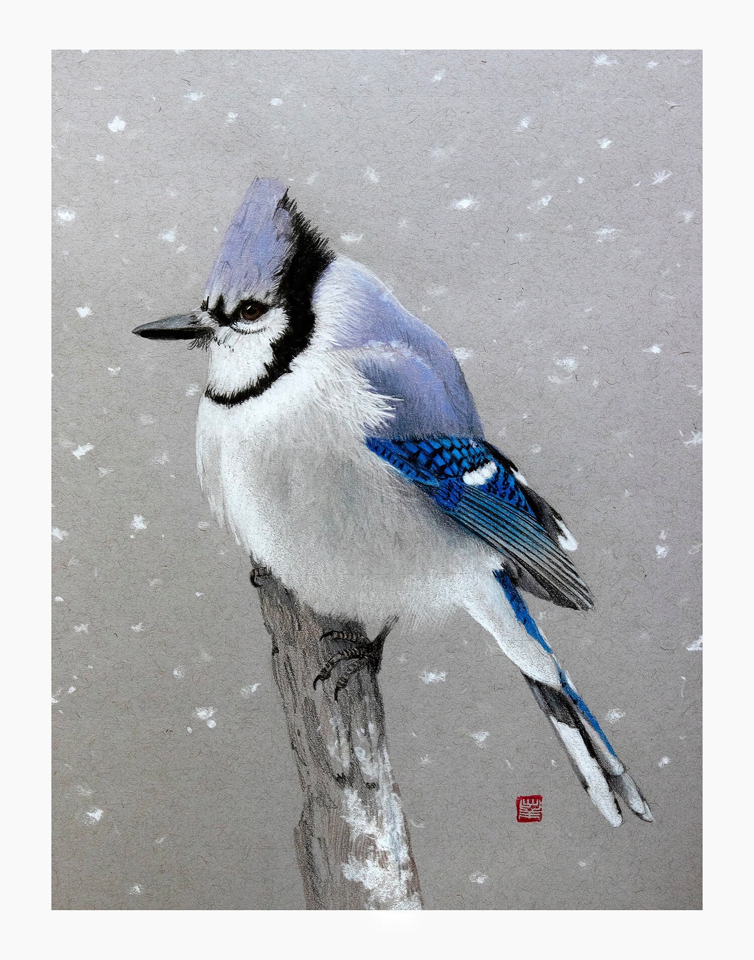 Blue Jay in Snow. 11x14 Pro Dpi Matte Finish Fine Art Print of Color ...