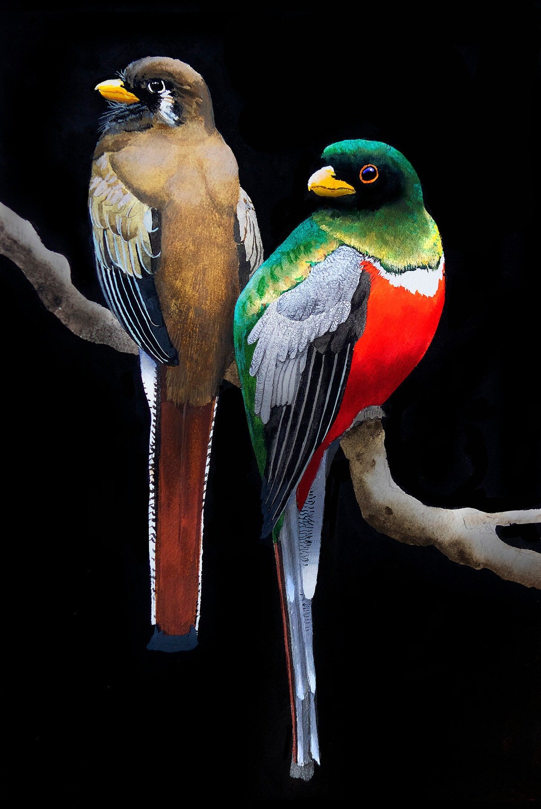 Elegant Trogons (pair) 11x14 Matte Finish Fine Art Print - Etsy