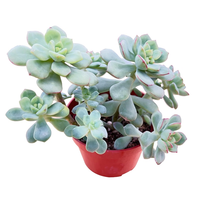 2"/4" Echeveria 'tango' Succulent: Green & Red Live Plant - Etsy
