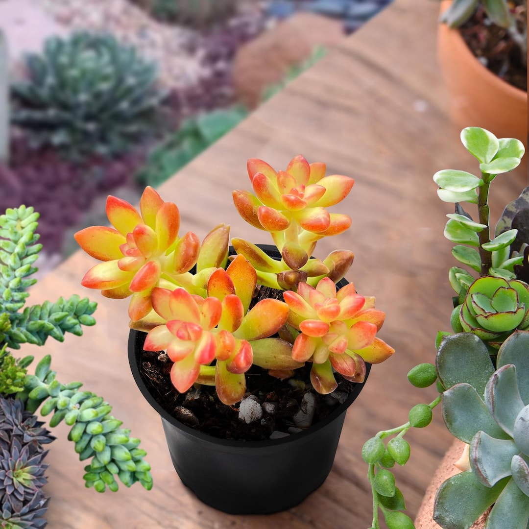 Sedum Adolphii Shooting Star, Live Rare Succulent Plant Rooted in 2 ...