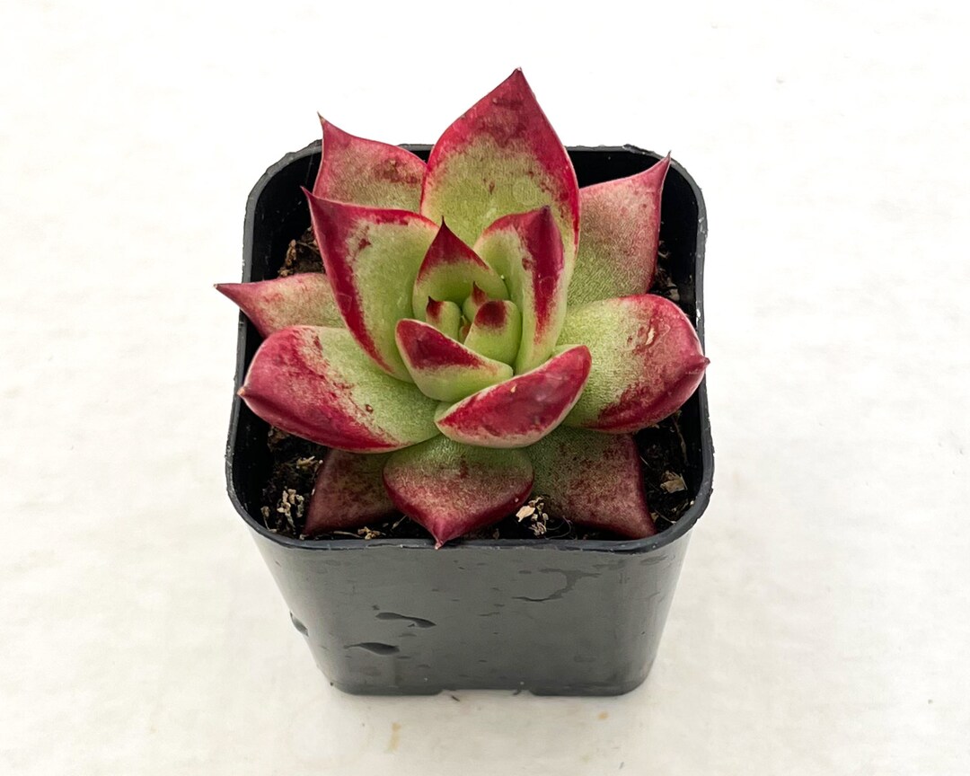 Echeveria Red Knight Succulent: Rare Red Ebony Plant in 2" Pot - Etsy