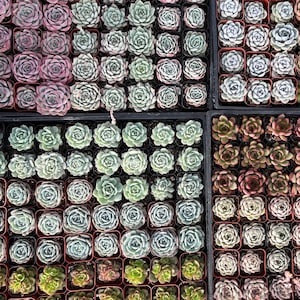 5/15/20/25 Assorted Succulent Collection, Gift for Party Favor, Baby Shower, Bridal Shower ...