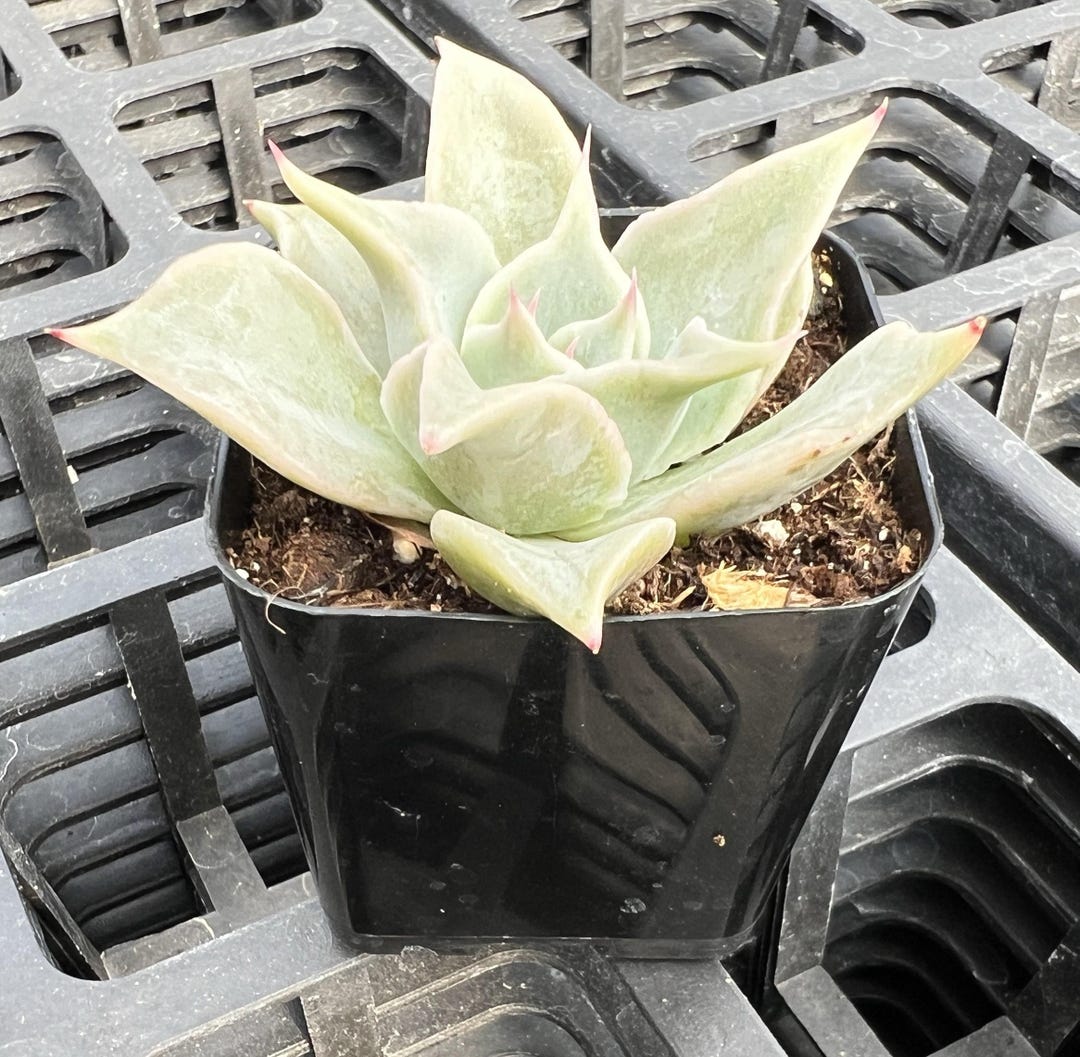 Echeveria Madiba Succulent, 2" Potted Plant, Indoor Outdoor Decor - Etsy