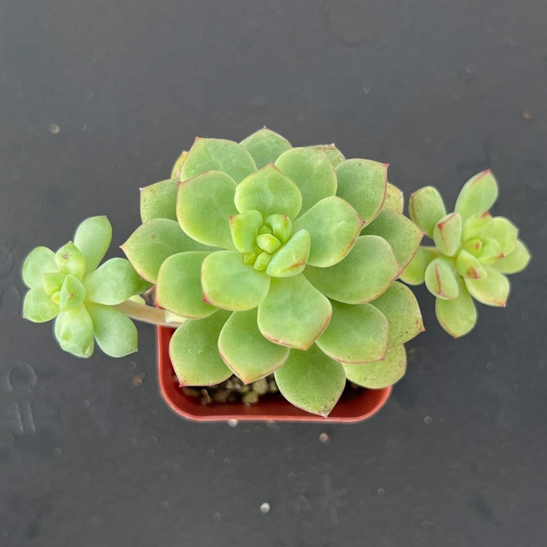 2"/4" Echeveria 'tango' Succulent: Green & Red Live Plant - Etsy