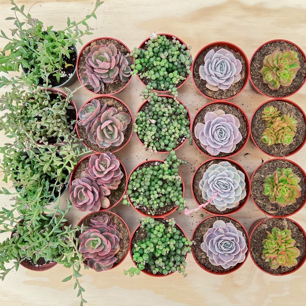Assorted Succulents - Etsy