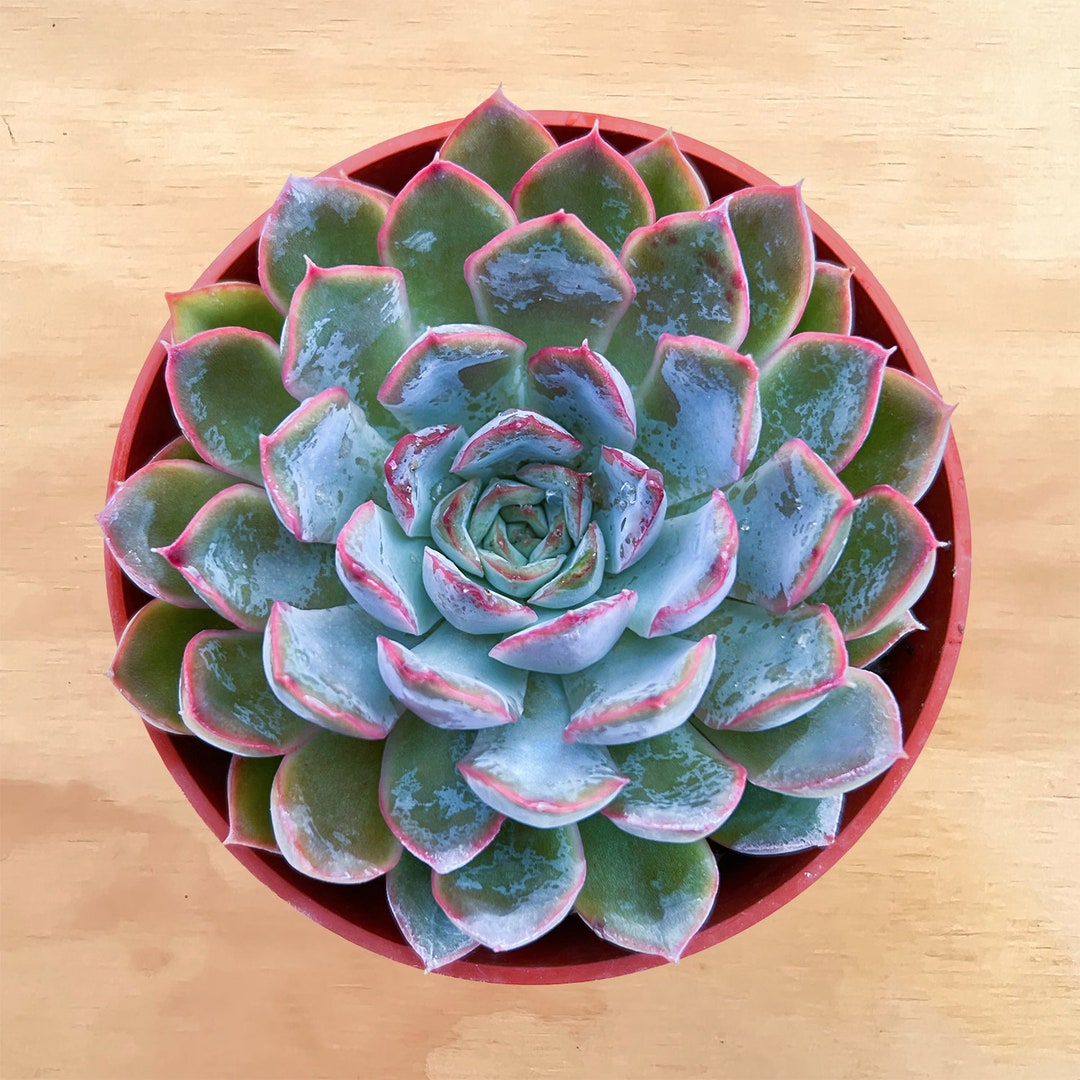 4 Echeveria Orion, 1-pack Live Succulent in Pot, Rare Succulent Plant ...