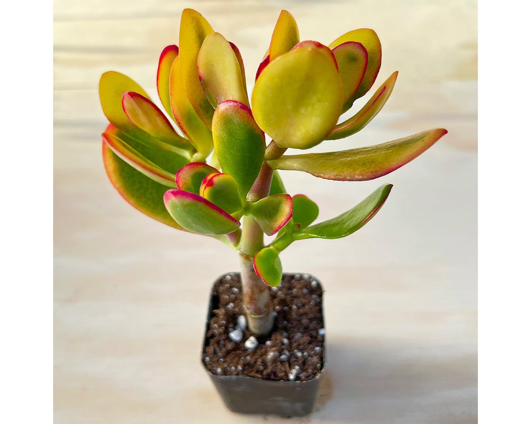 Golden Jade Plant, Crassula Ovata 'hummel Sunset' in 2" Pot - Etsy
