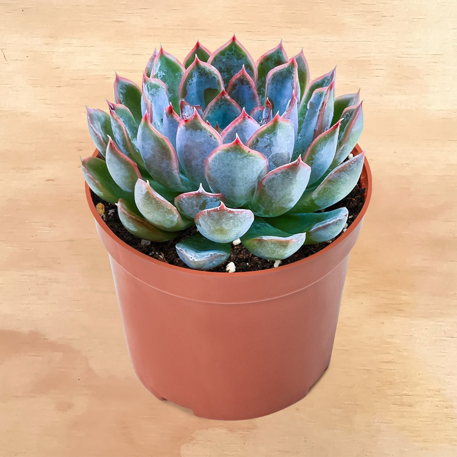 4 Echeveria Orion 1-pack Live Succulent in Pot Rare - Etsy