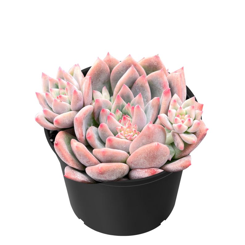 Echeveria White Ice Succulent, Rare Pinkish-green Plant, 2" Pot - Etsy