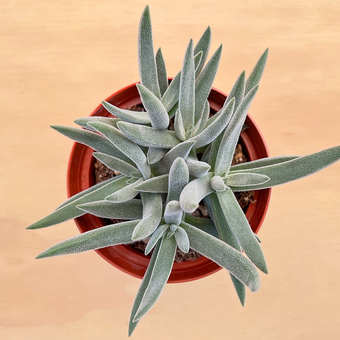 4“ Crassula Mesembryanthemoides 'tenelli', Live Rare Succulent Plant ...
