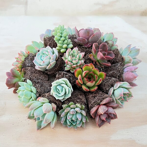 Rare Succulents Live Plants - Etsy