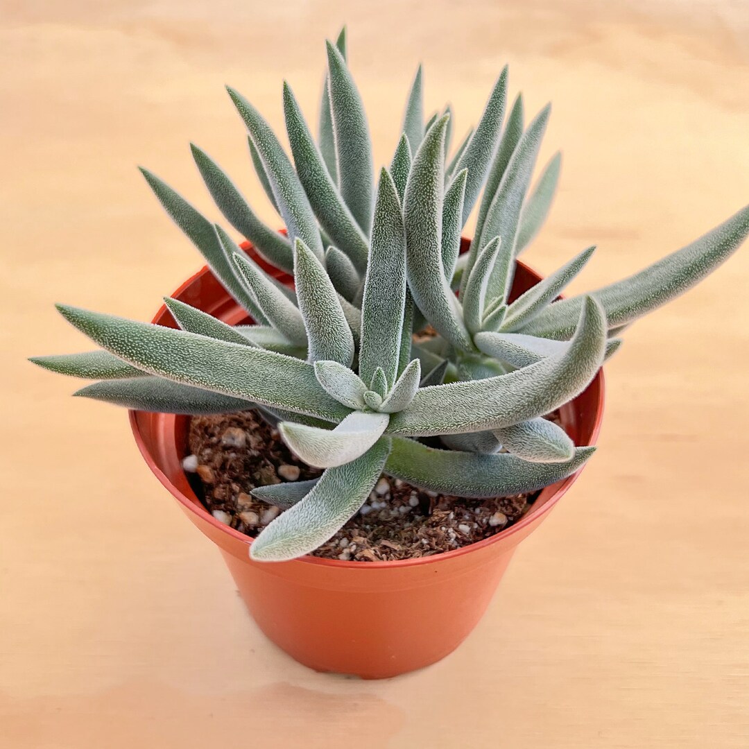 4 Crassula Mesembryanthemoides 'tenelli', Live Rare Succulent Plant ...