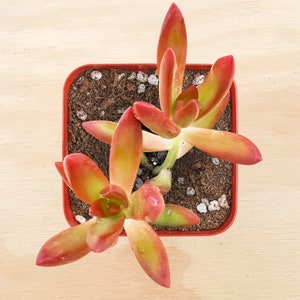 Sedum Adolphi 'firestorm', Rare Succulent Fully Rooted in 2 Planter ...