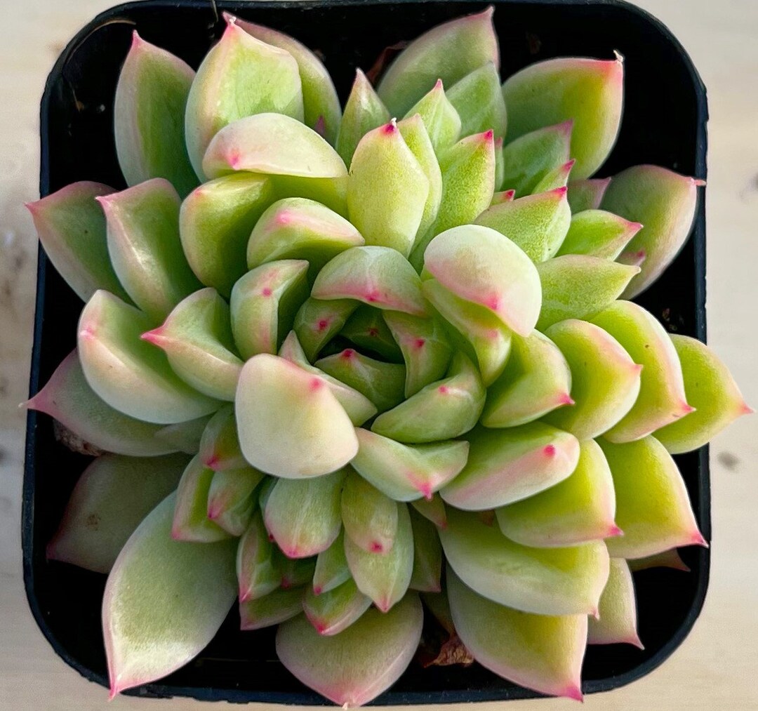 2" Echeveria Mebina, Live Red Edge Succulent, Fully Rooted - Etsy