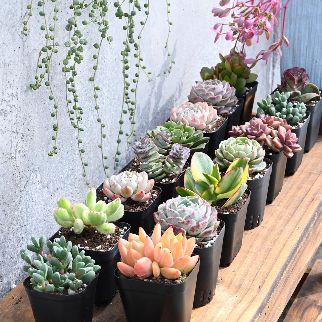 5/15/20/ Assorted Succulent & Cacti Collection, Gift for Mother's Day ...