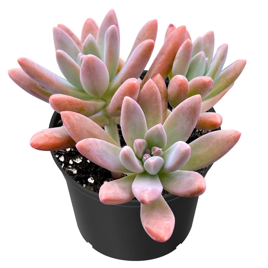 2" Xgraptosedum Francesco Baldi, Rare Succulent Plant - Etsy