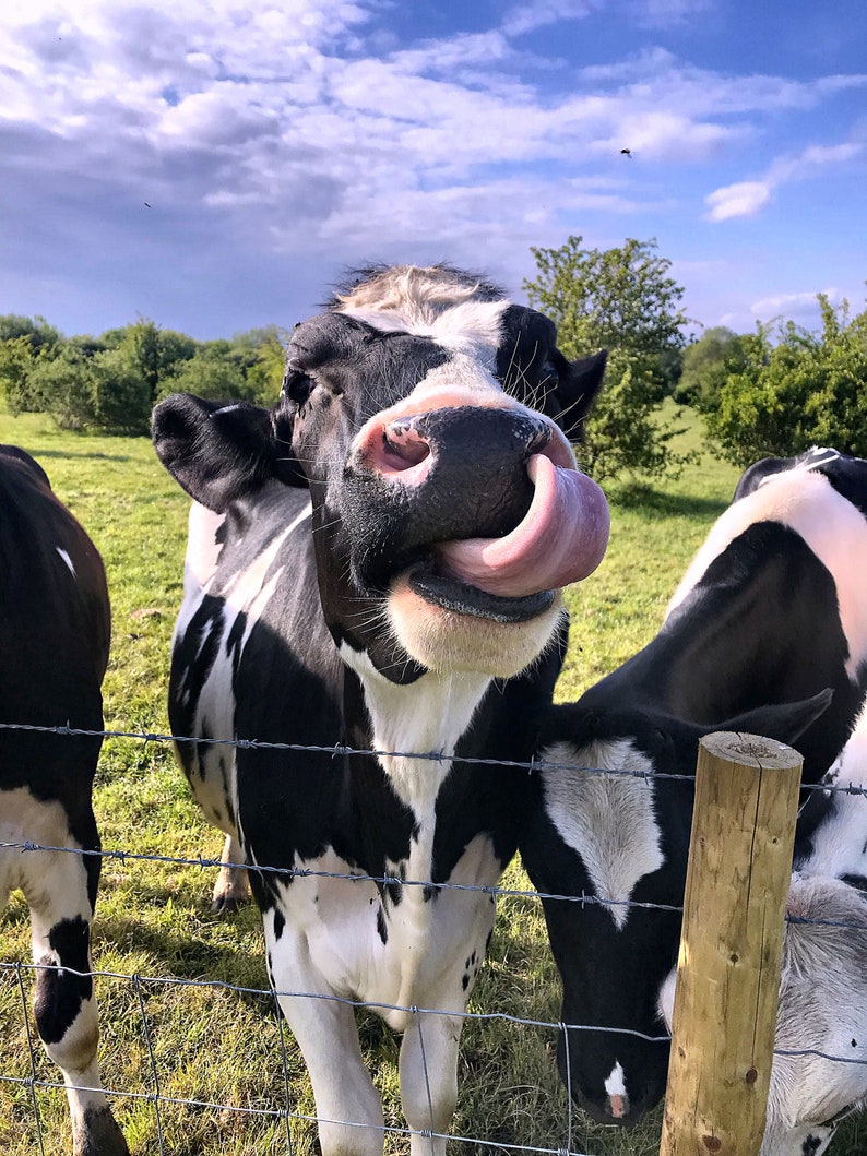 Moo-velous Cow Picture Collection - Etsy