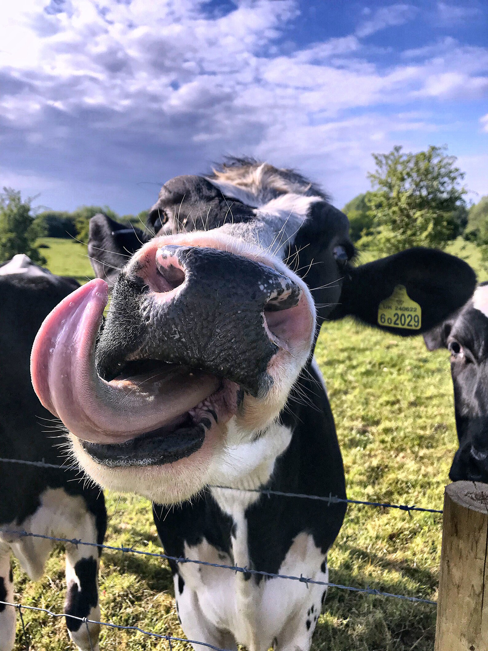 Moo-velous Cow Picture Collection - Etsy