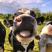 Moo-velous Cow Picture Collection - Etsy