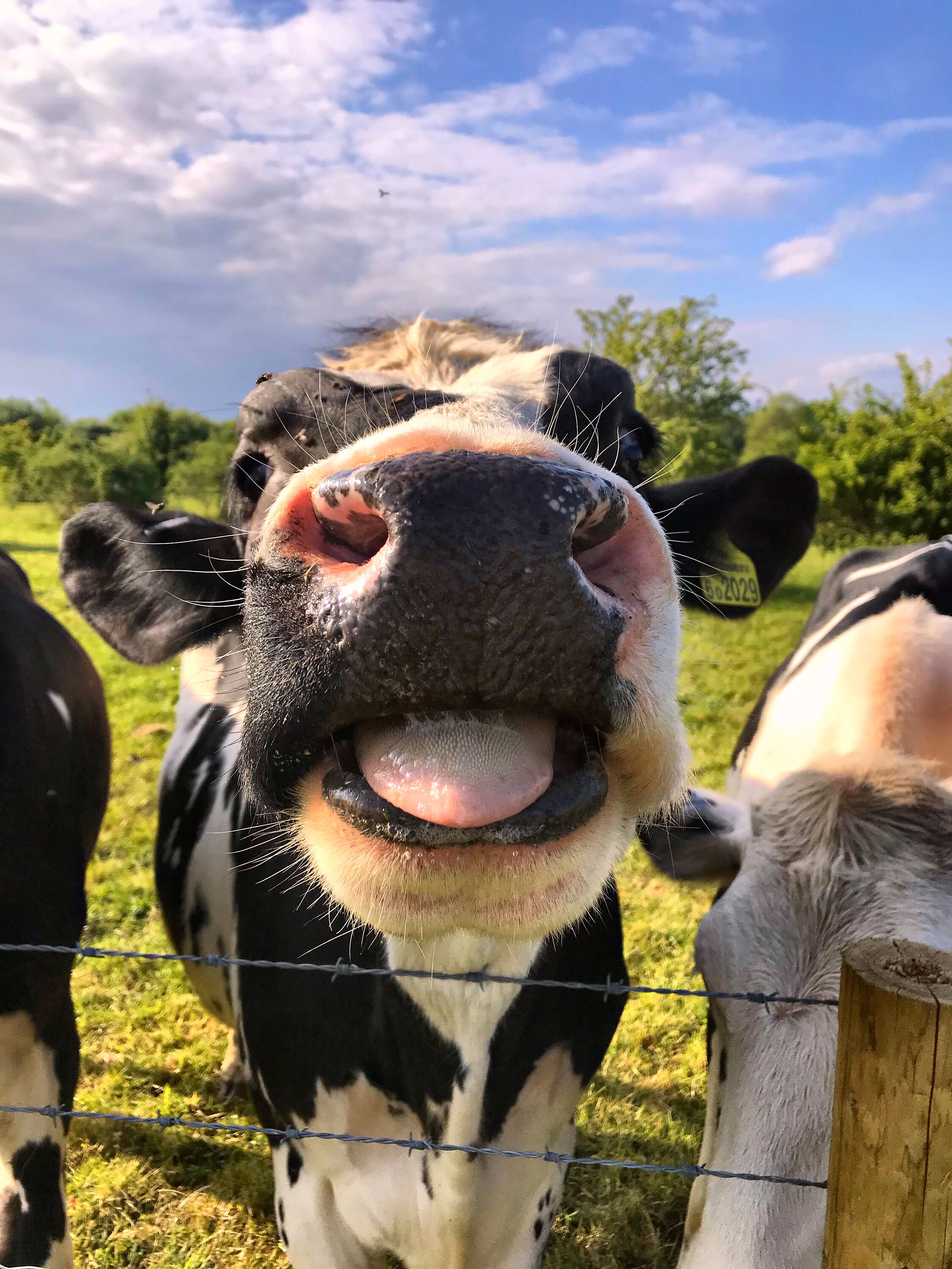 Moo-velous Cow Picture Collection - Etsy